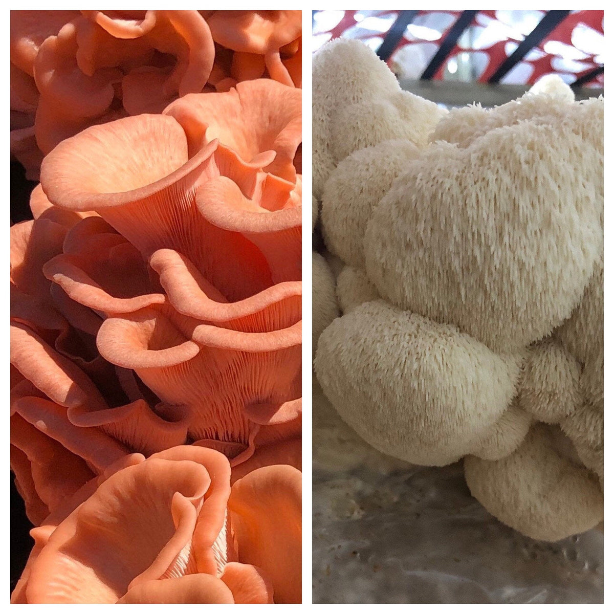 Mystery Mushroom Grow Kit – Hernshaw Farms